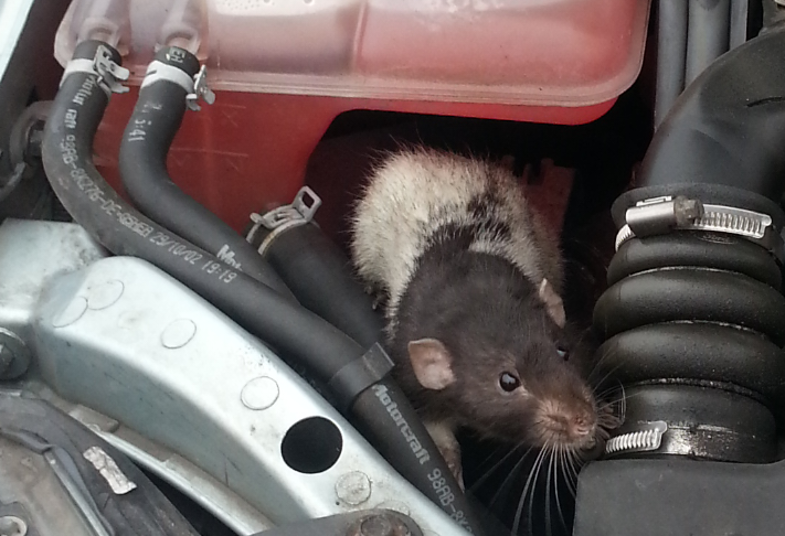 Record number of rats damaging cars, says RAC | SMR